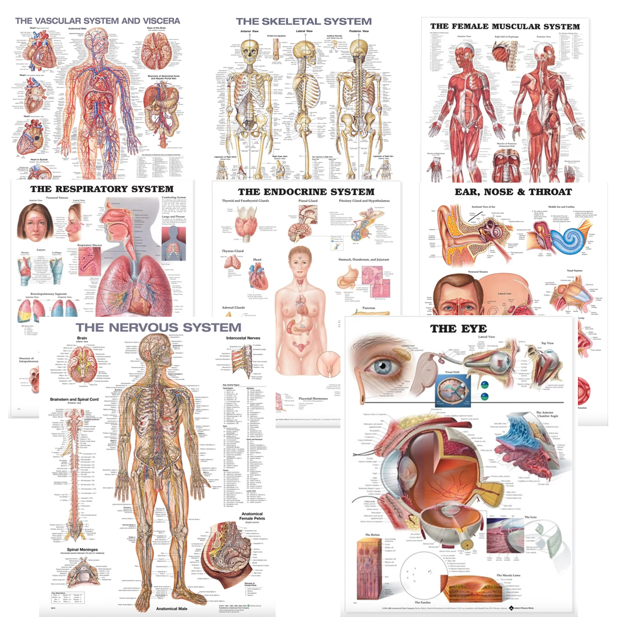 Human Body Complete Organs Systems Charts Bundle of 8 - Myaskro